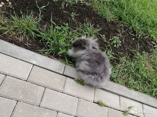Кролик милаха