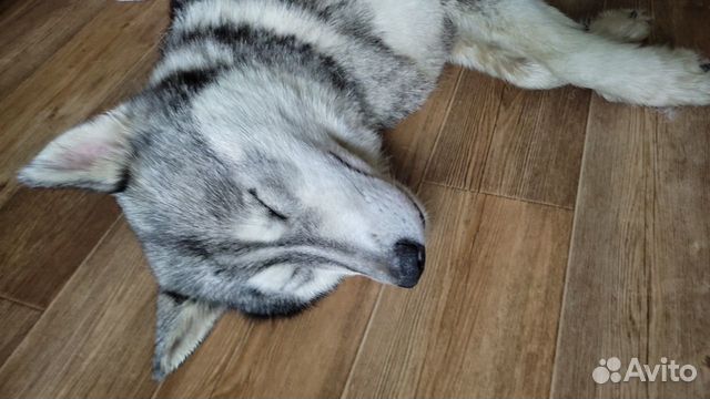 Найдена собака