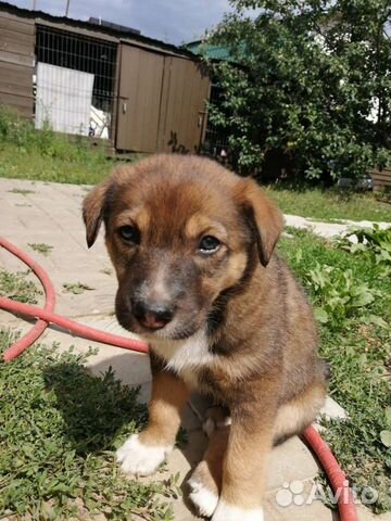 Собака в добрые руки щенок