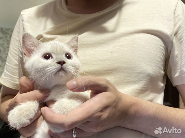 Британская кошка британские котята Лайлак поинт 7