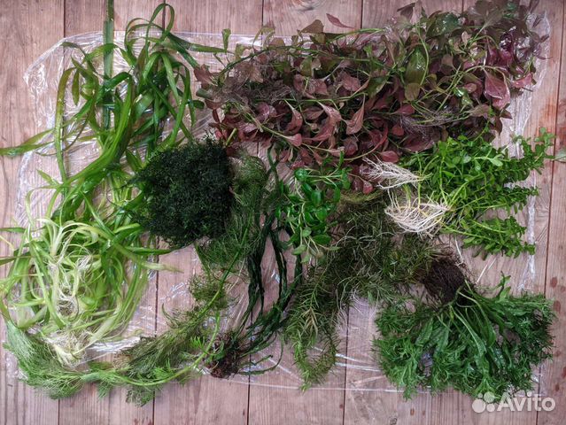 Растения для аквариума