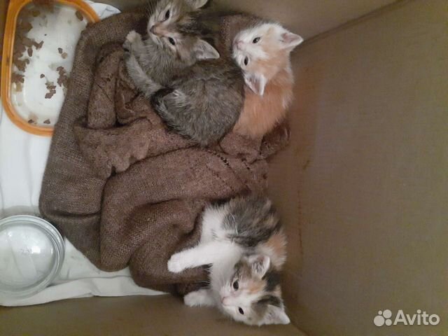 Котята в дар