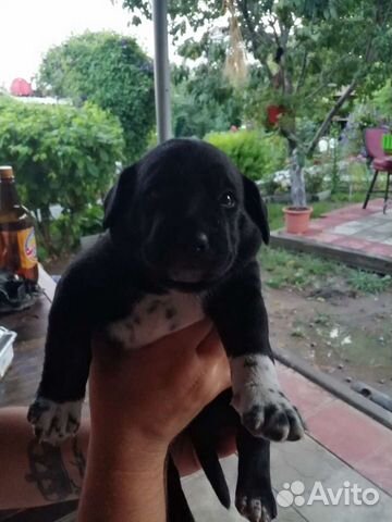 Щенок в добрые руки