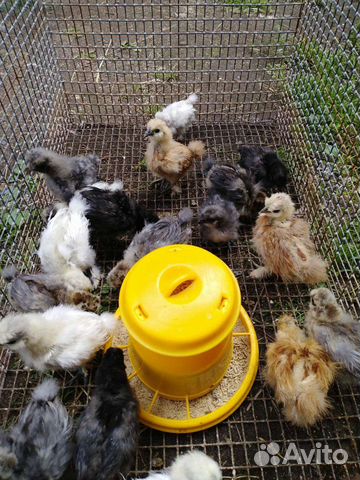 Цыплята китайские шелковые