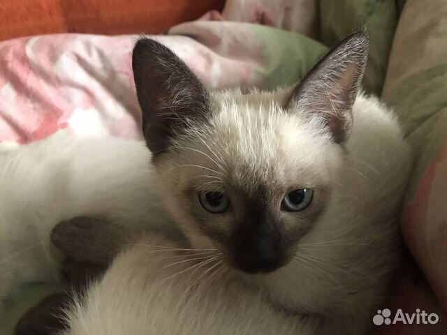 Тайские котята