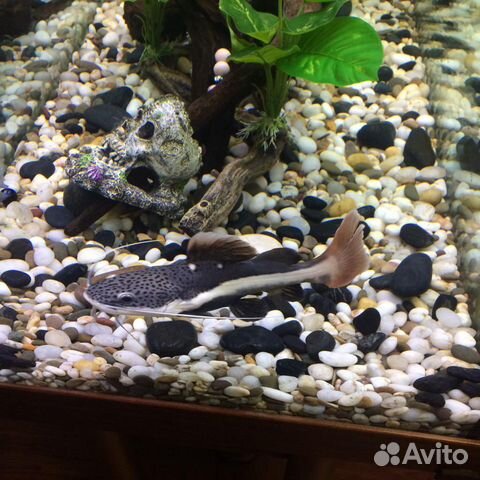 Краснохвостый оринокский сом