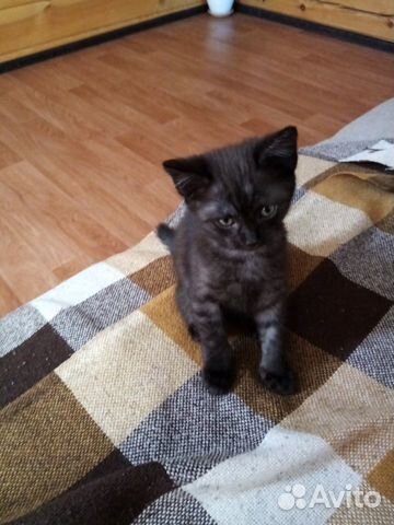 Курильский бобтейл