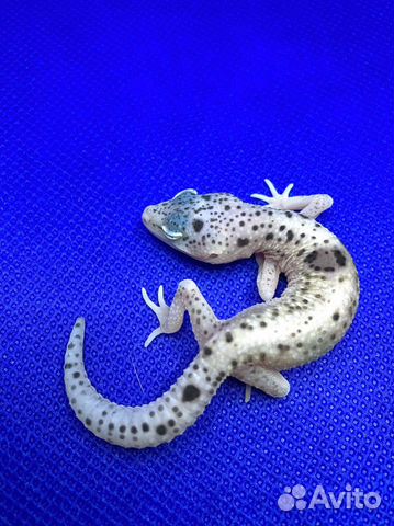 Эублефар Black Hole het TA Самка