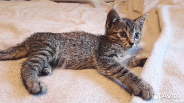 Котенок 1,5 мес девочка мурчалка в добрые руки