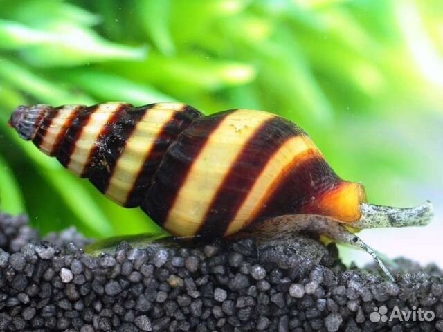 Улитка хелена