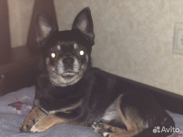 Малыш Чихуаш ищет невесту