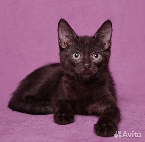 Котенок чернышка Мальта 4 месяца в добрые руки