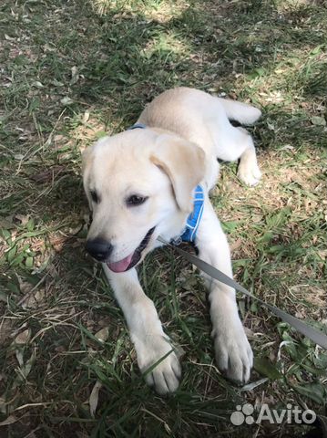 Щенок лабрадора 4 месяца в добрые руки