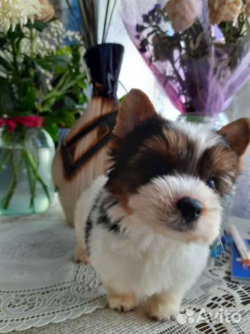 Щенки бивер йоркшира