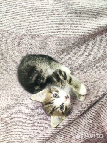 Отдам котят в хорошие руки