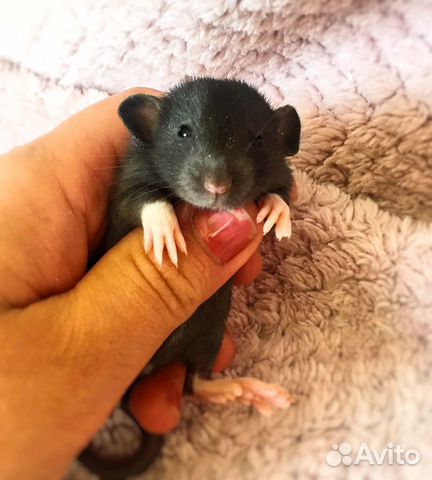 Крысята дамбо