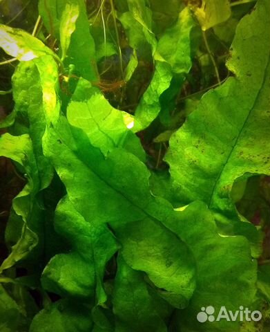 Редкий аквариумный папоротник Microsorum Undulata