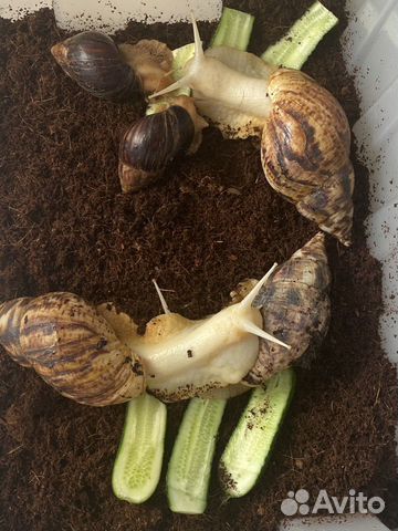 Продам улиток