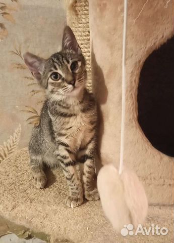 Кошечка Кира