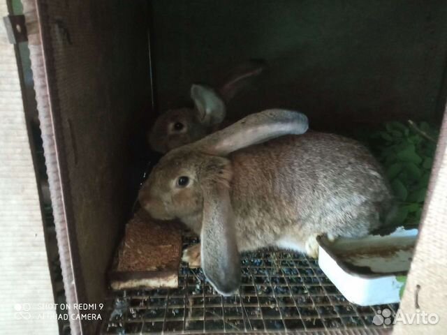 Кролики великаны