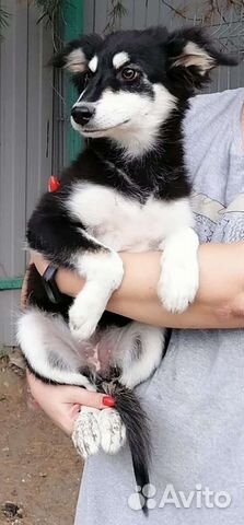 Малорослый метис в добрые руки