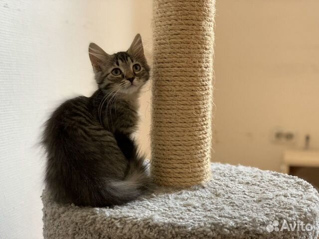 Кошечка Пушенька 3 месяца в добрые руки