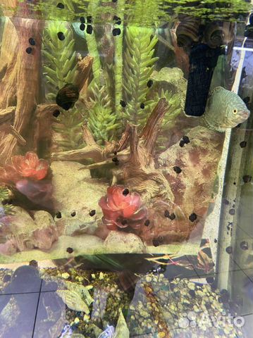 Улитки аквариумные обмен