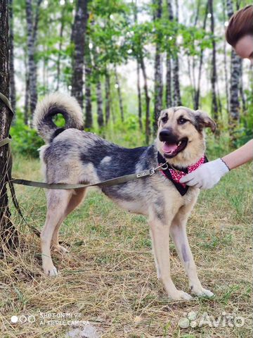 Небольшая собачка для небольшой квартиры