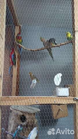 Кореллы разводная пара