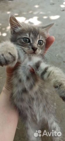 Кошечка очаровашка
