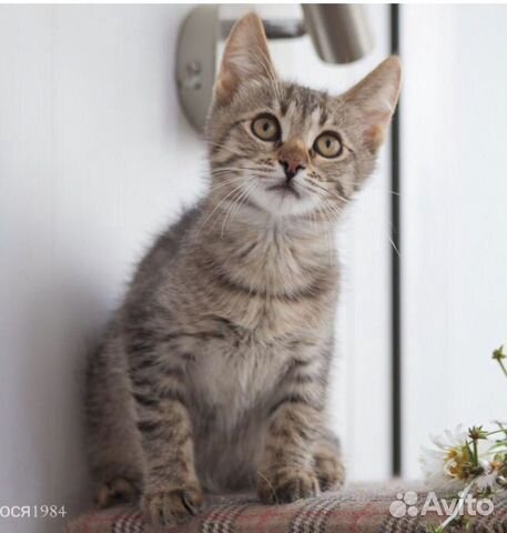 Занятная девочка котенок Адель 3,5 месяца в дар