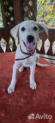 Щенок в добрые руки