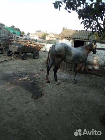 Орловская лошадь помесь