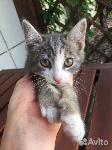 Молодая кошечка