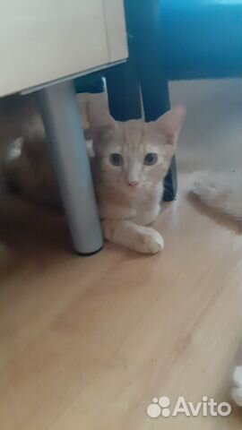 Кошка