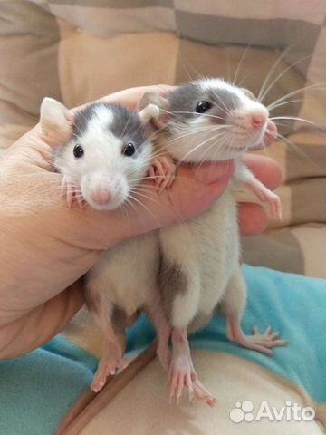 Крысата 1 месяц