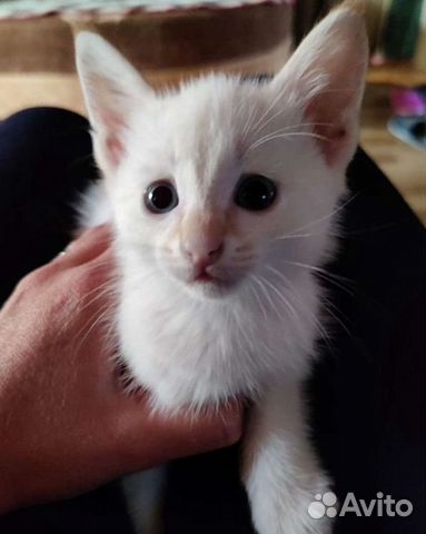 Котёнок Ваше счастье в добрые руки