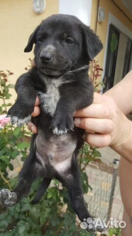 Щенок в добрые руки подкинули в завязанном мешке