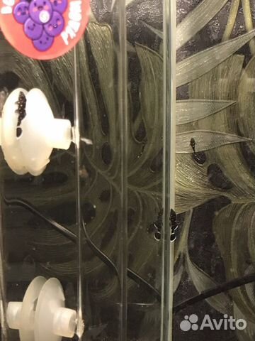 Мальки сомика