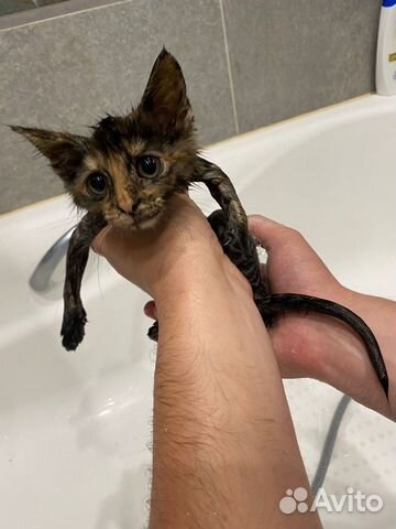 Котёнок Элли или просто Мелкая