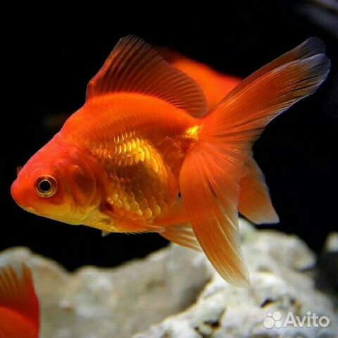 Вуалехвост