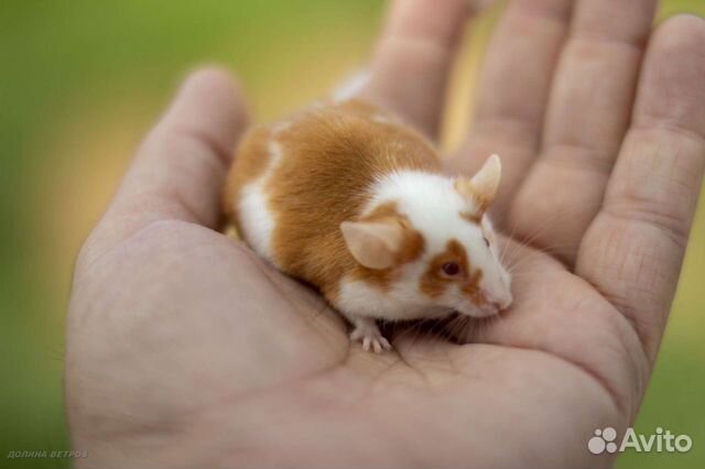 Сатиновый мышонок пятнистый