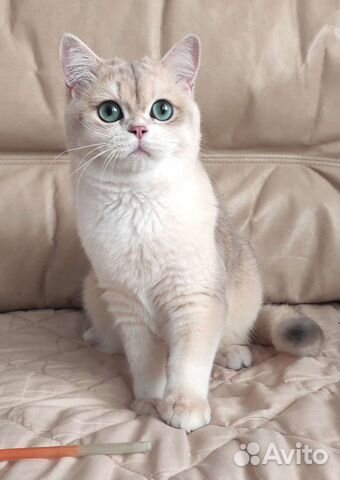 Британская золотая голубая шиншилла