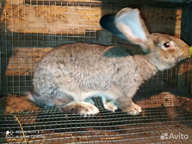 Кролик/кролик/клетки