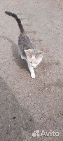 Кошка, порода не известна
