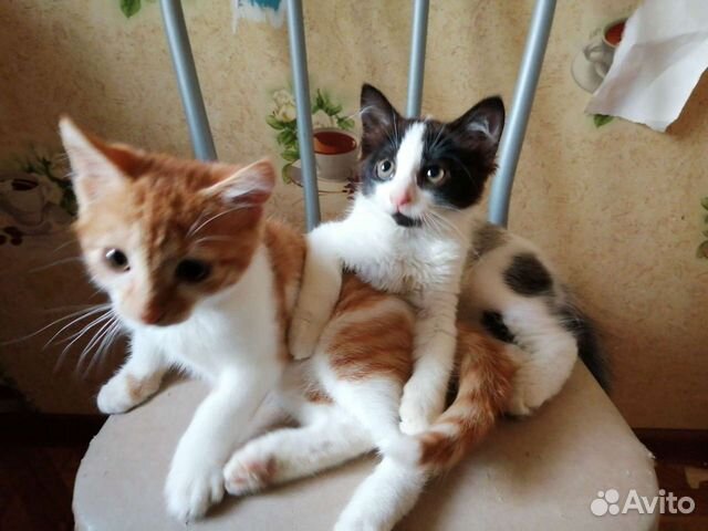 Котята