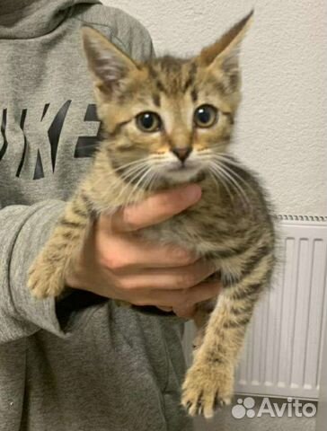 Котенка бросили в садоводстве