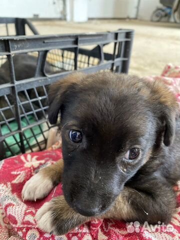 Собака в добрые руки щенок 2 девочки и 1 мальчик