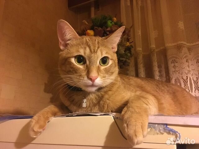 Рыжий кот (метис) в добрые руки