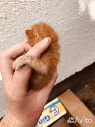 Котята бесплатно нашли на улице хорошинькие в добр